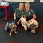 Wheels for Walkies | Charity Team Building | Team Tactics