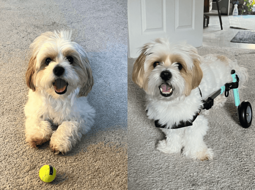 Wheels for Walkies | Charity Team Building | Team Tactics