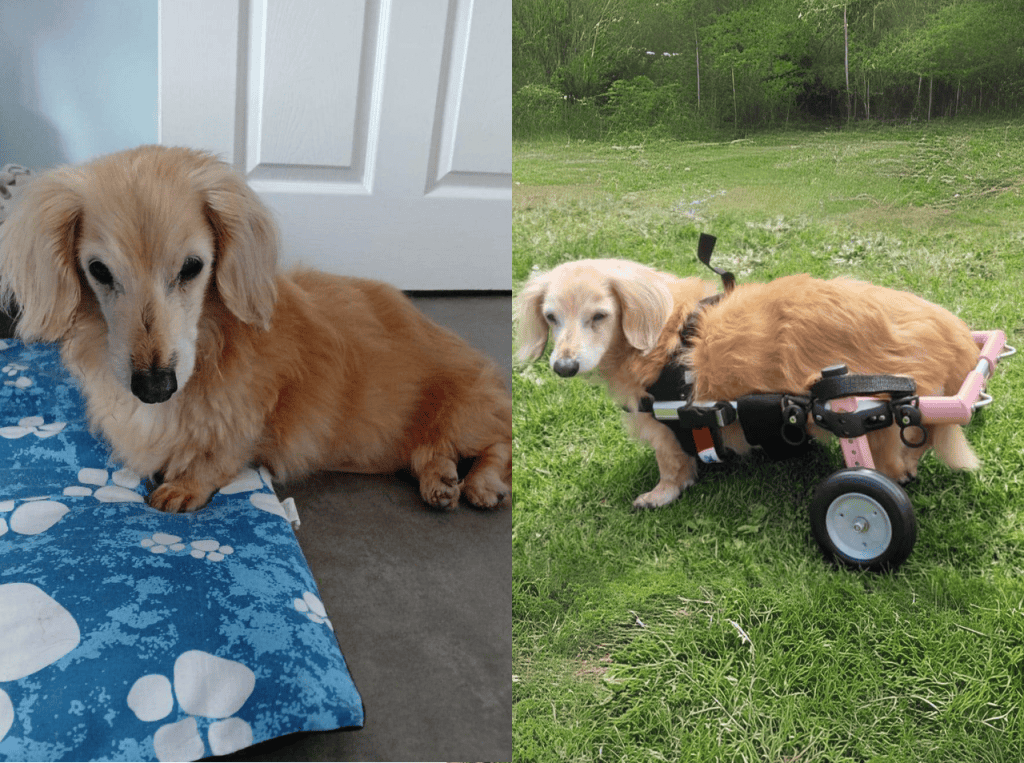 Wheels for Walkies | Charity Team Building | Team Tactics