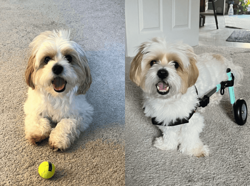 Wheels for Walkies | Charity Team Building | Team Tactics