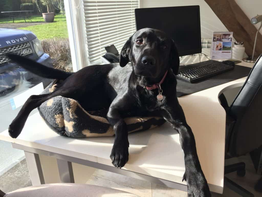 How Do Office Pets Boost Employee Productivity and Motivation? | Team ...